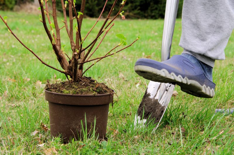 Announcing the First KTOS Native Plant Challenge! - Knoxville Chapter ...