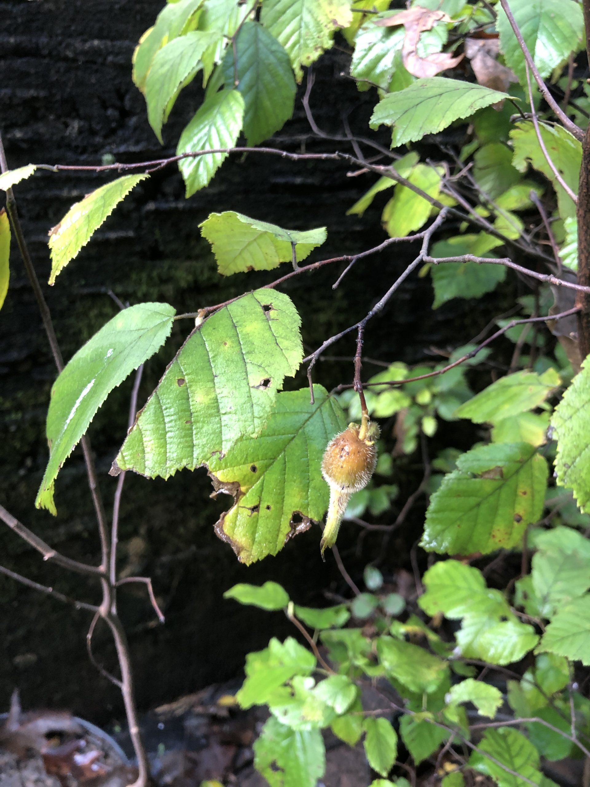Announcing the First KTOS Native Plant Challenge! - Knoxville Chapter ...