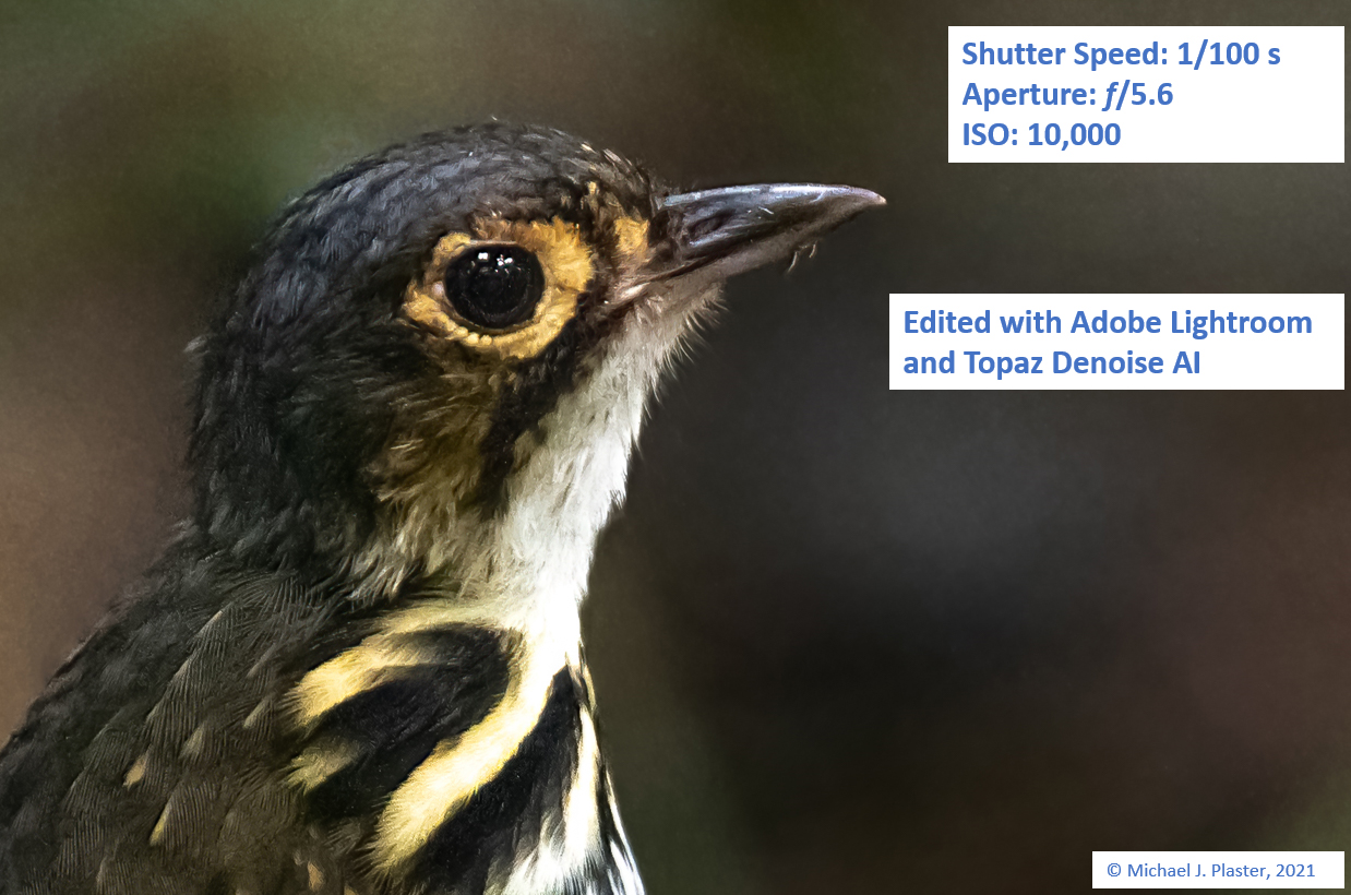 ISO - Knoxville Chapter Tennessee Ornithological Society